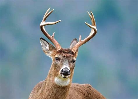 20 Things To Know About Deer Body Language And Behavior Realtree Camo