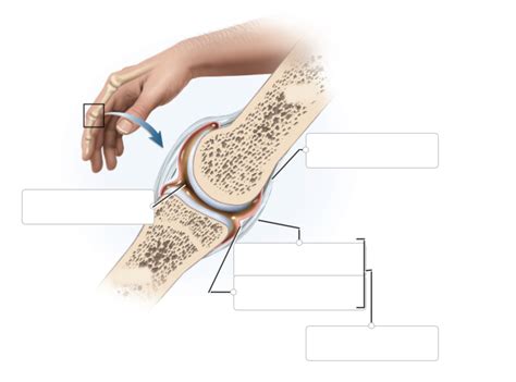 Picture 6 A P Lecture Exam 2 Diagram Quizlet