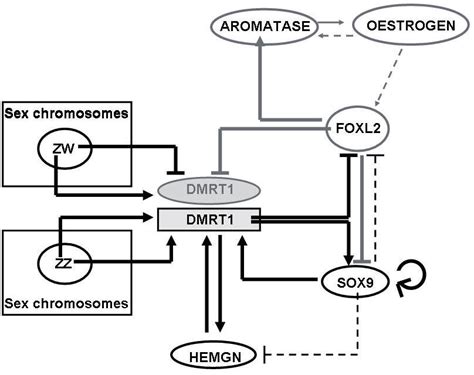 The Simplified Gene Regulatory Network Controlling Primary Sex