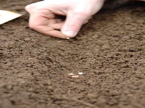 Sowing Parsnips Kitchen Garden Magazine