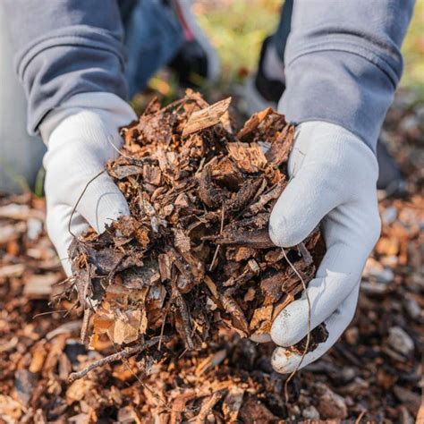 How To Properly Mulch Your Crops For Weed Suppression And Moisture
