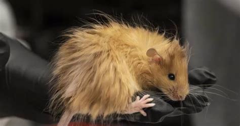 Crean Ratones Lanudos En El Camino Para Recuperar El Mamut Infobae