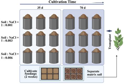 The Salinity Survival Strategy Of Chenopodium Quinoa Investigating
