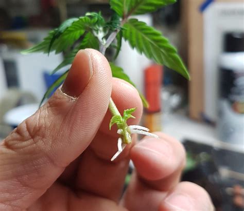 Start With Seeds Or Clones Growdoctor Guides