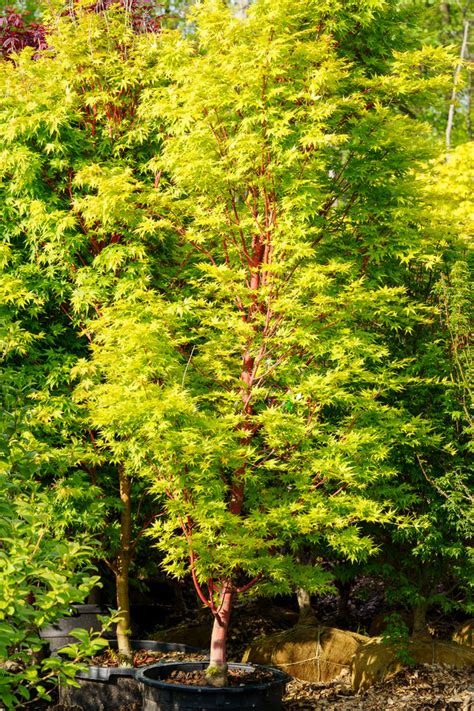Sango Kaku Coral Bark Japanese Maple Plant Detectives