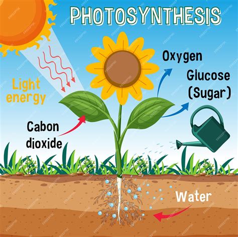 Premium Vector Diagram Of Photosynthesis For Biology And Life Science