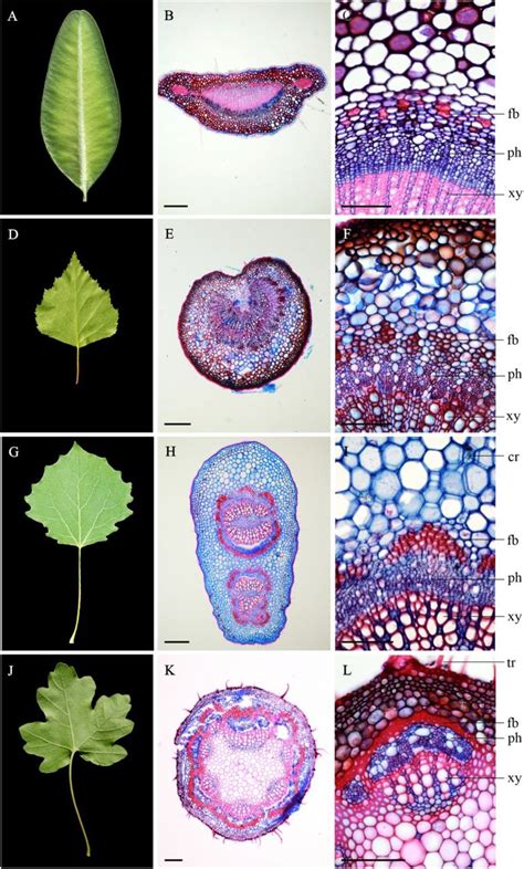 Petiole Cross Section