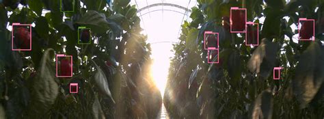 Yield Forecasting Software Platform For Greenhouses