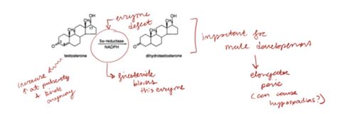 Lecture 10 11 Sexual Differentiation I And II Flashcards Quizlet