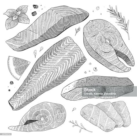 연어 세트 생선 스테이크 대서양 필레 생선회 슬라이스 피부에 연어 통 상세한 사실적인 일러스트레이션 발크와 화이트 잉크 아트 벡터 클립아트 분리 슬라이스에 대한 스톡 벡터