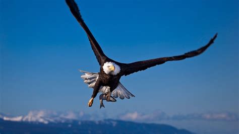 Bald Eagle Flying Wallpapers Top Free Bald Eagle Flying Backgrounds