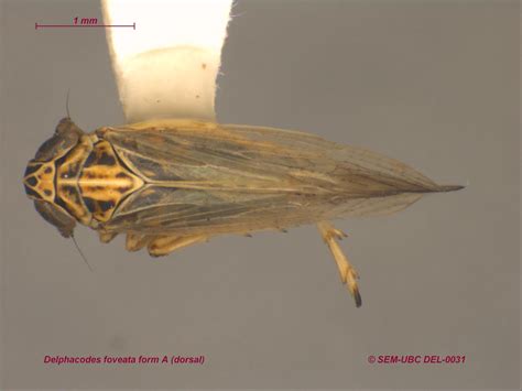 Delphacidae