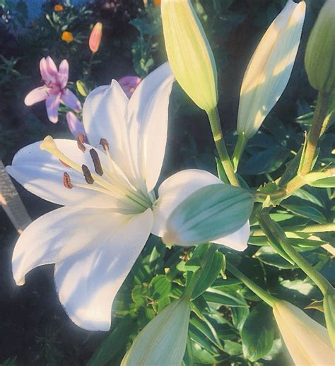 Подари мне лилии в дождливый день ~🤍 лилии Aesthetic в 2025 г Лилии Иллюстрации растений