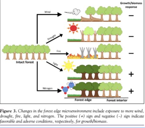 Apes Chapter 12 Forests Flashcards Quizlet