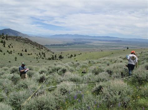 Field Sampling And Surveys University Of Montana