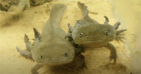 Conger Eel Diet Habitat And Life Cycle