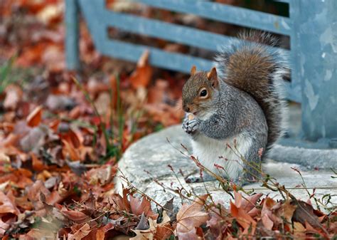 Autumn Park Squirrel Grass Leaves Wallpapers Hd Desktop And Mobile Backgrounds