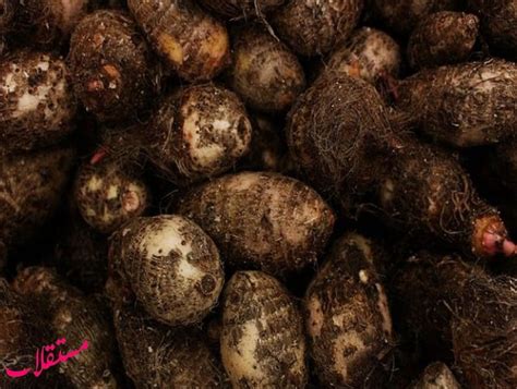 ما هو اليام البري هل اليام البري هو البطاطا الحلوة؟