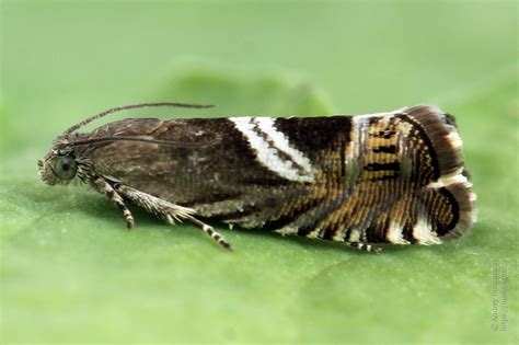 Photo 92086 Grapholita Jungiella