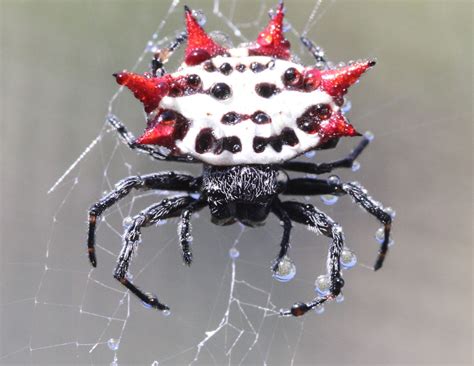 14 Fascinating Facts About Furrow Orbweaver