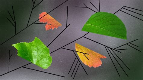 The Evolutionary Misconception That Just Wont Go Extinct Big Think