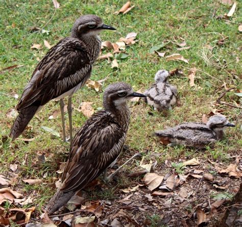 Birds Of North Stradbroke Island Save Straddie