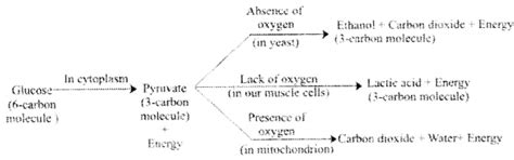 NCERT SOLUTIONS FOR CLASS 10 SCIENCE LIFE PROCESSES CHAPTER 6