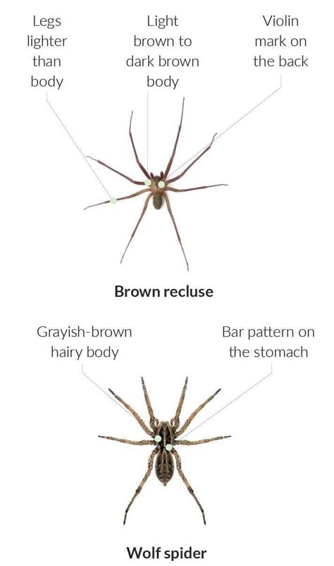 Spider The Difference Between A Brown Recluse And A Wolf Spider