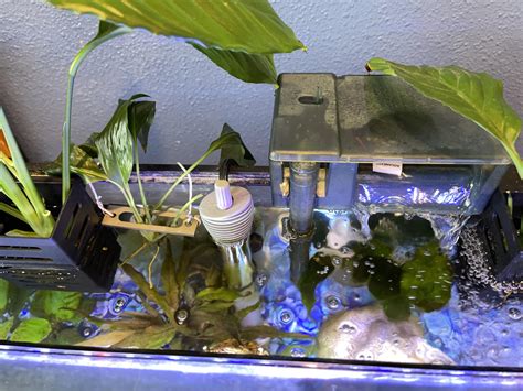 String Algae Raquariumhelp