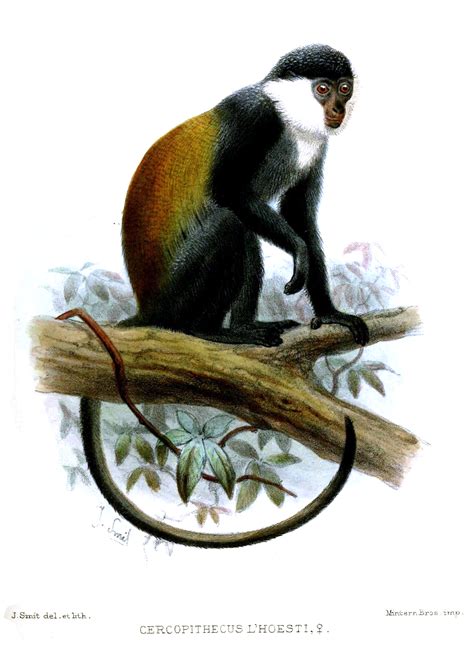 Cercopithecus