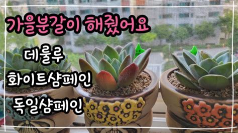 가을분갈이 이제 슬슬 시작합니다 Youtube