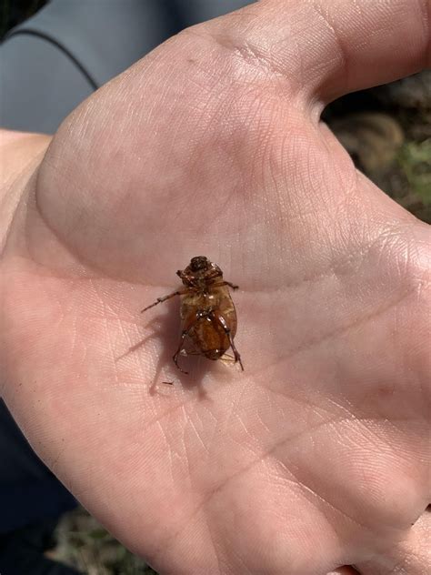 What Is This Bug Se Oregon R Whatsthisbug
