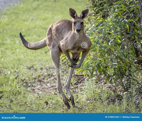 Kangaroo Hopping Through The Bush Stock Image Image Of Outdoor