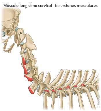 Músculo Longísimo Cervical Inserciones Musculares Vet Anatomy Imaios