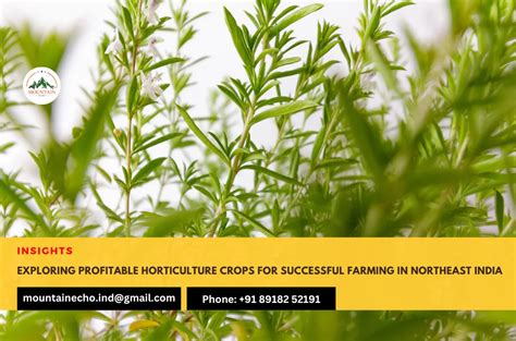 Exploring Profitable Horticulture Crops For Successful Farming In Northeast India