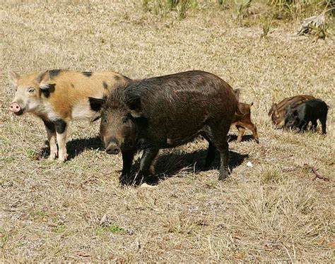 Wild Vs Feral Domesticated Vs Tame Native Vs Invasive And Why