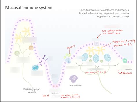 Schaubild „mucosal Immune System“ Quizlet