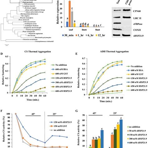 Phylogenetic Analysis Subcellular Localization And In Vitro Chaperone Download Scientific