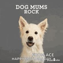 Mothers Day Funny S Tenor