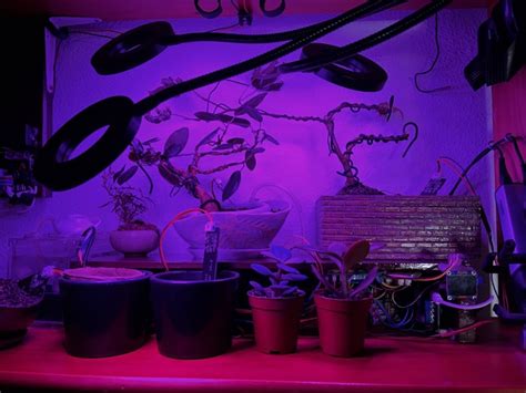 Github Raupulus Esp32 Smart Bonsai Proyecto Para Automatizar El Cuidado Básico De Un Bonsai