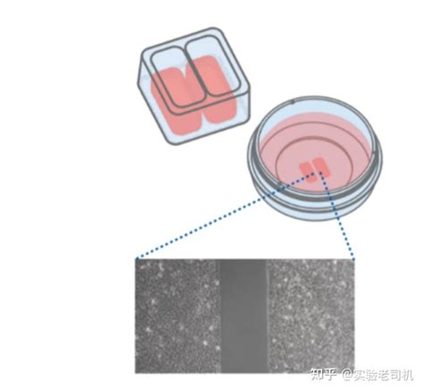 手把手教学——划痕实验（细胞迁移）的实验流程及经验分享 知乎