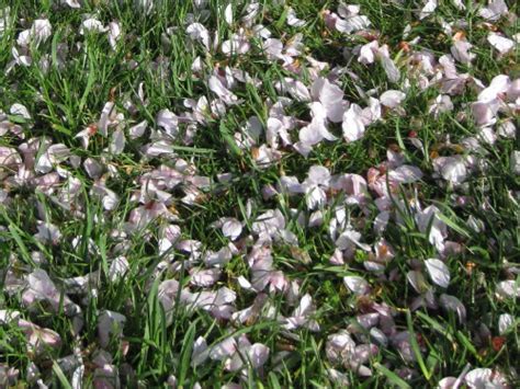 Grass Blooms Issa The Way Of Words