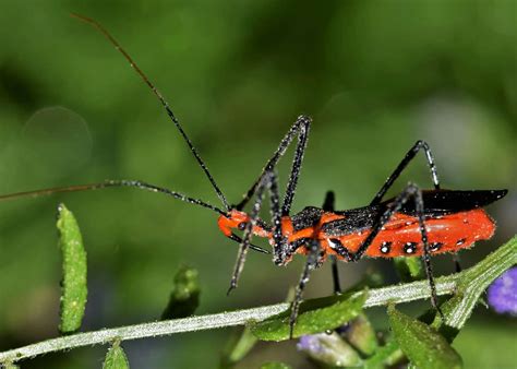 46 Milkweed Assassin Bug Facts Brutal Insect Executioners Zelus