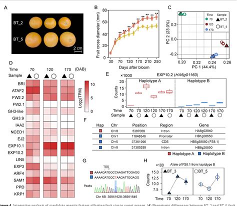 Figure 4 From Phased Genomics Reveals Hidden Somatic Mutations And