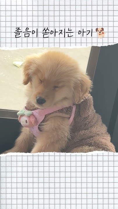 아기강아지가 조는걸 목격한 집사😆😆 힐링쇼츠 Youtube