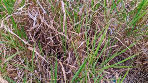 Premium Photo The Wild Grass Dries Up