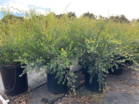Leptospermum Laevigatum Native Sons Wholesale Nursery