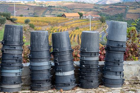 포르투갈의 세계에서 가장 오래된 와인 지역에서 와인 제조 와인 포도 수확을위한 플라스틱 양동이 레드 화이트 및 포트 와인생산 0명에 대한 스톡 사진 및 기타 이미지 Istock