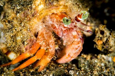 Hermit Crab Without Shell Care Tips And Shell Options