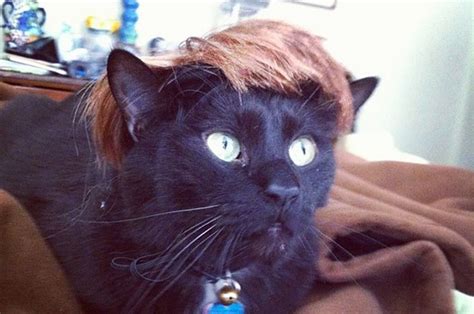 14 Cats Who Look Better With Bangs